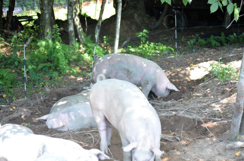 Meet Brenda Barthelemy of Brookvale Pines Farm/Tack Shack in North of ...