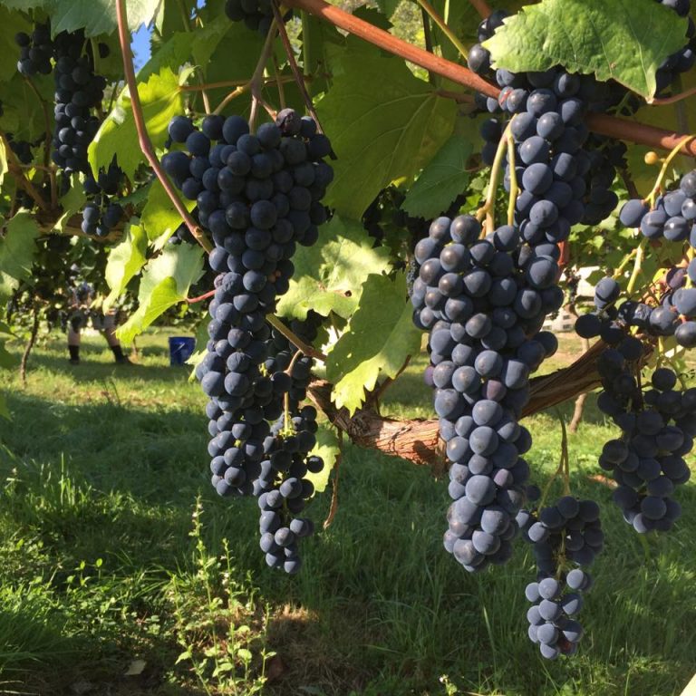 Meet Eric Preusse of Broken Creek Vineyard in Shrewsbury – Boston ...