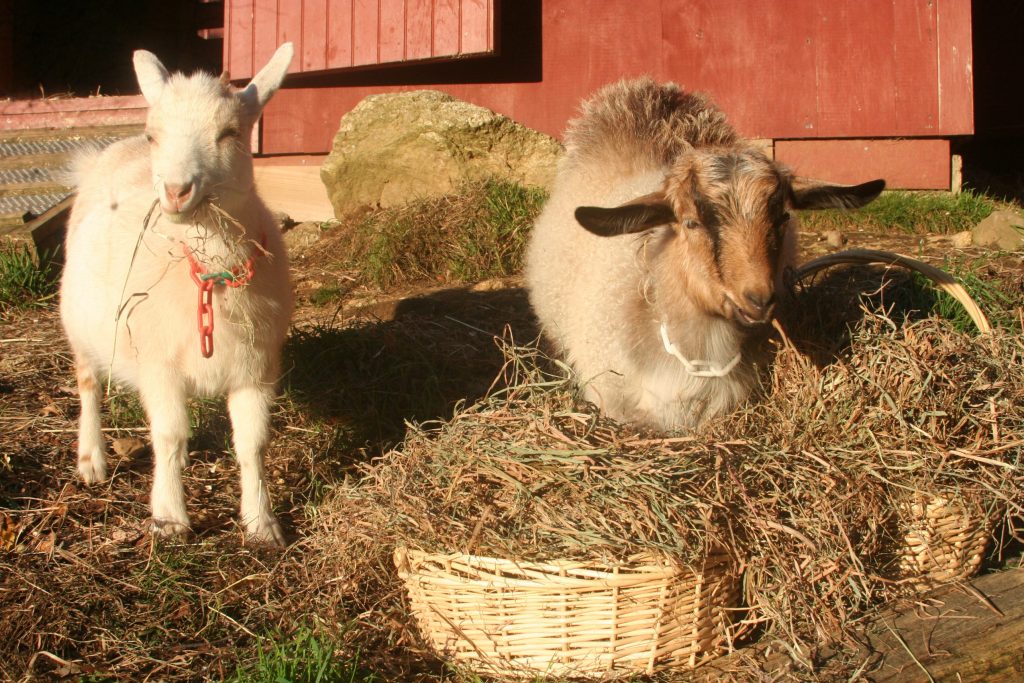 Meet Helen and Steve Rayshick of Sunny Meadow Sanctuary – Boston ...