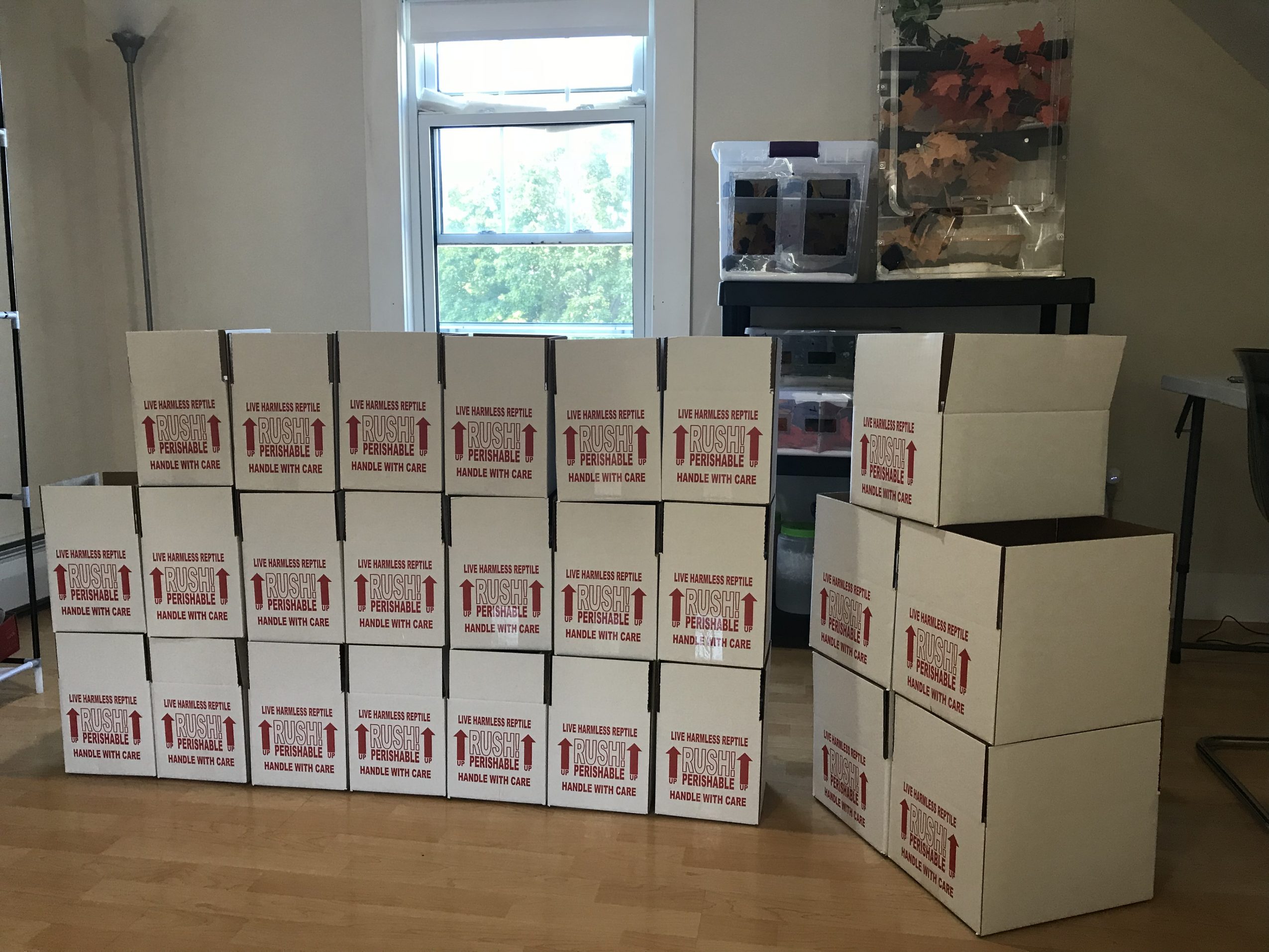 Meet Gui Ming Huang of Gui’s Gecko in Quincy – Boston Voyager Magazine ...