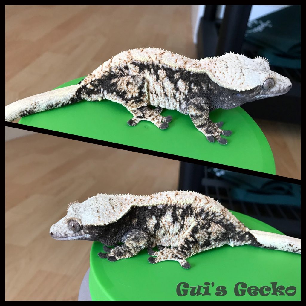 Meet Gui Ming Huang of Gui’s Gecko in Quincy – Boston Voyager Magazine ...