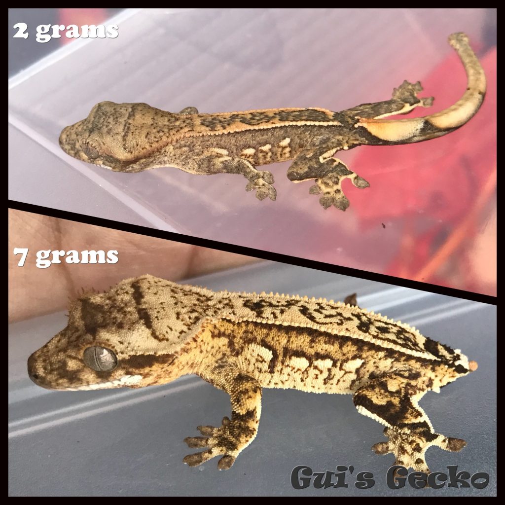 Meet Gui Ming Huang of Gui’s Gecko in Quincy – Boston Voyager Magazine ...