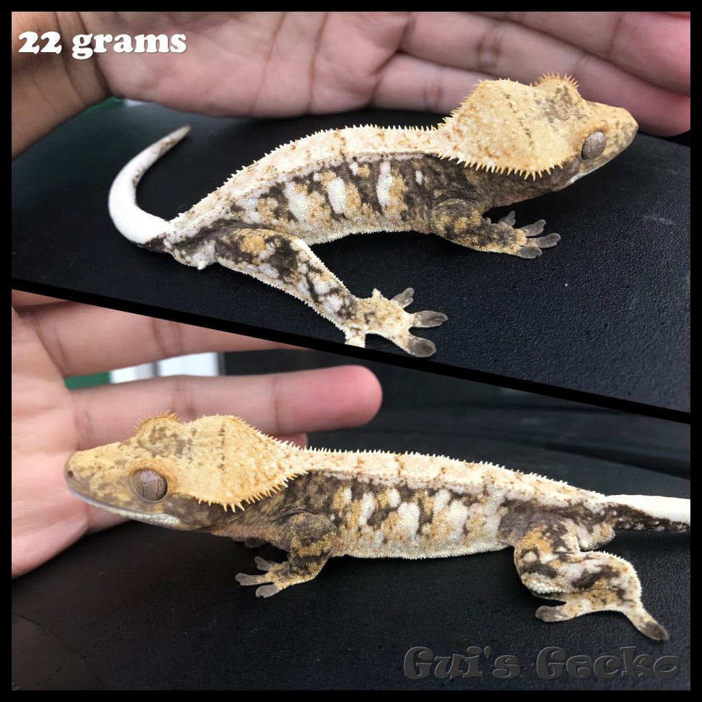 Meet Gui Ming Huang of Gui’s Gecko in Quincy – Boston Voyager Magazine ...