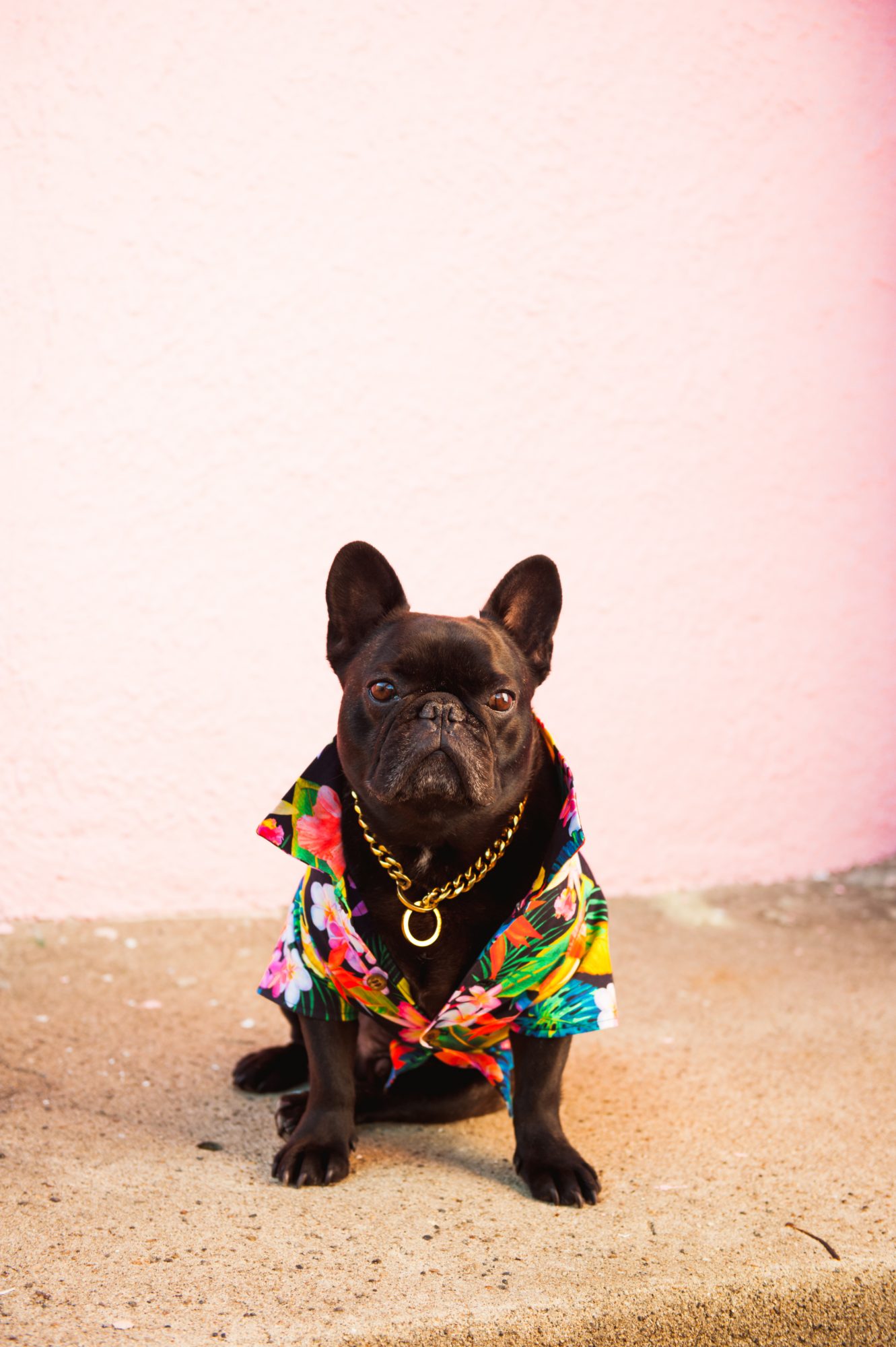 Meet Fio The Frenchie – Boston Voyager Magazine | Boston City Guide