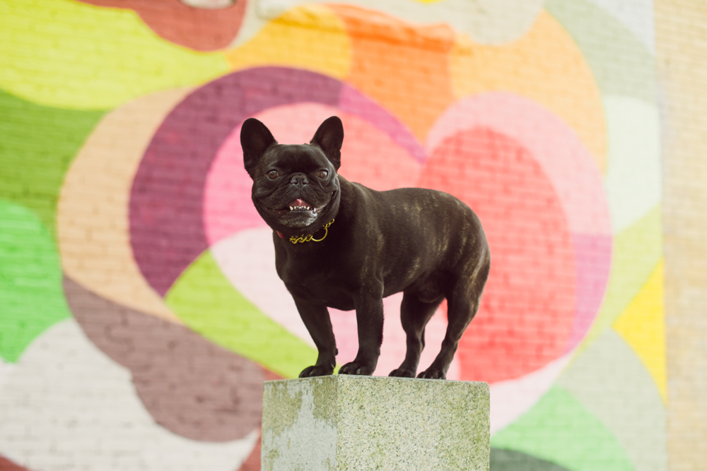 Meet Fio The Frenchie – Boston Voyager Magazine | Boston City Guide