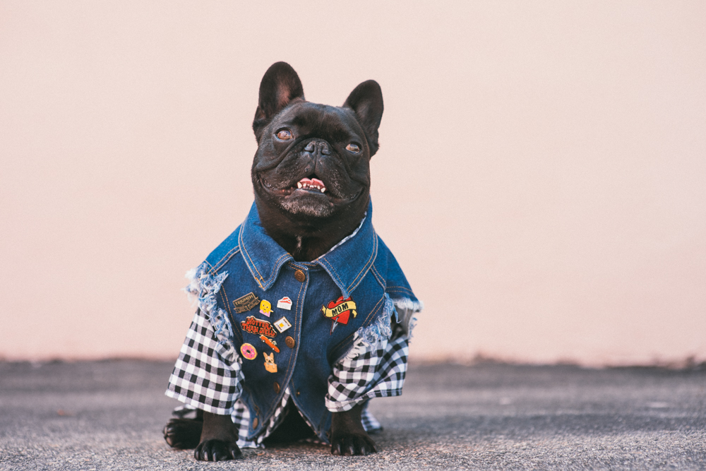 Meet Fio The Frenchie – Boston Voyager Magazine | Boston City Guide