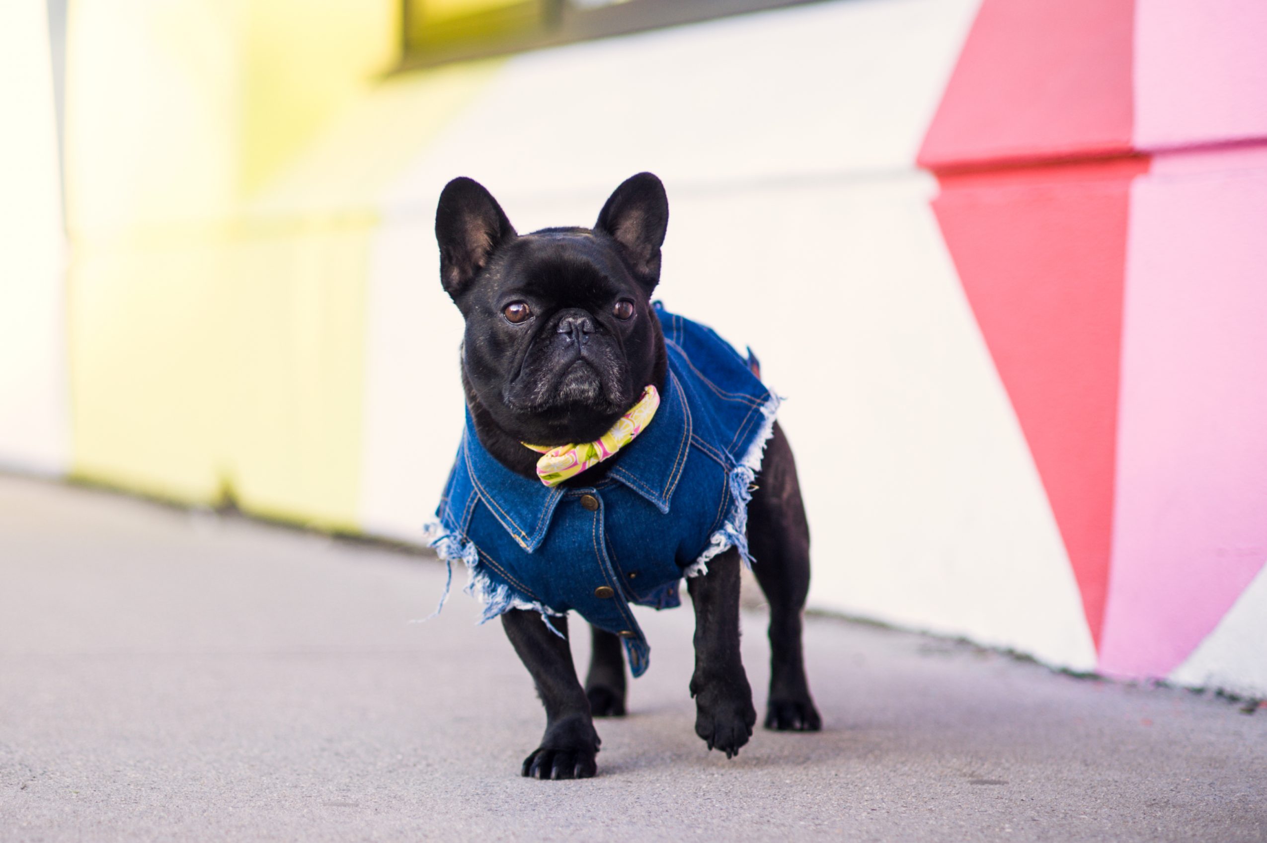 Meet Fio The Frenchie – Boston Voyager Magazine | Boston City Guide
