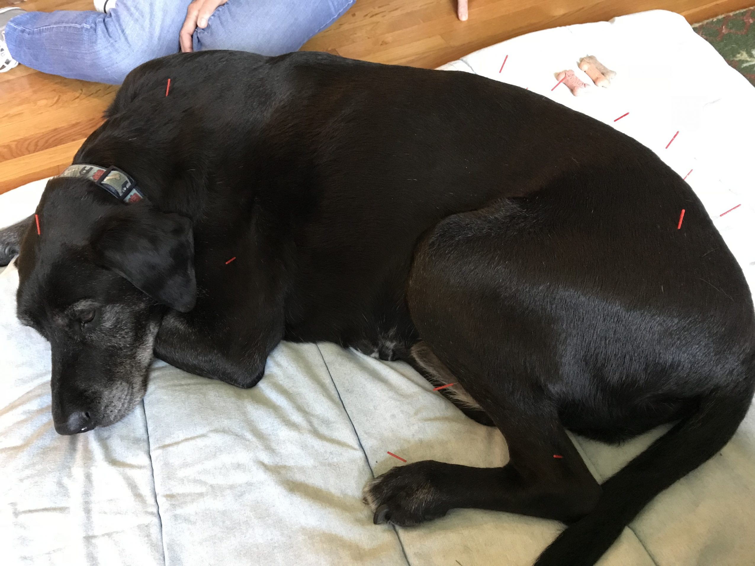 Meet Dr. Paula Monte of Litchfield Animal Wellness in Cape Cod and ...