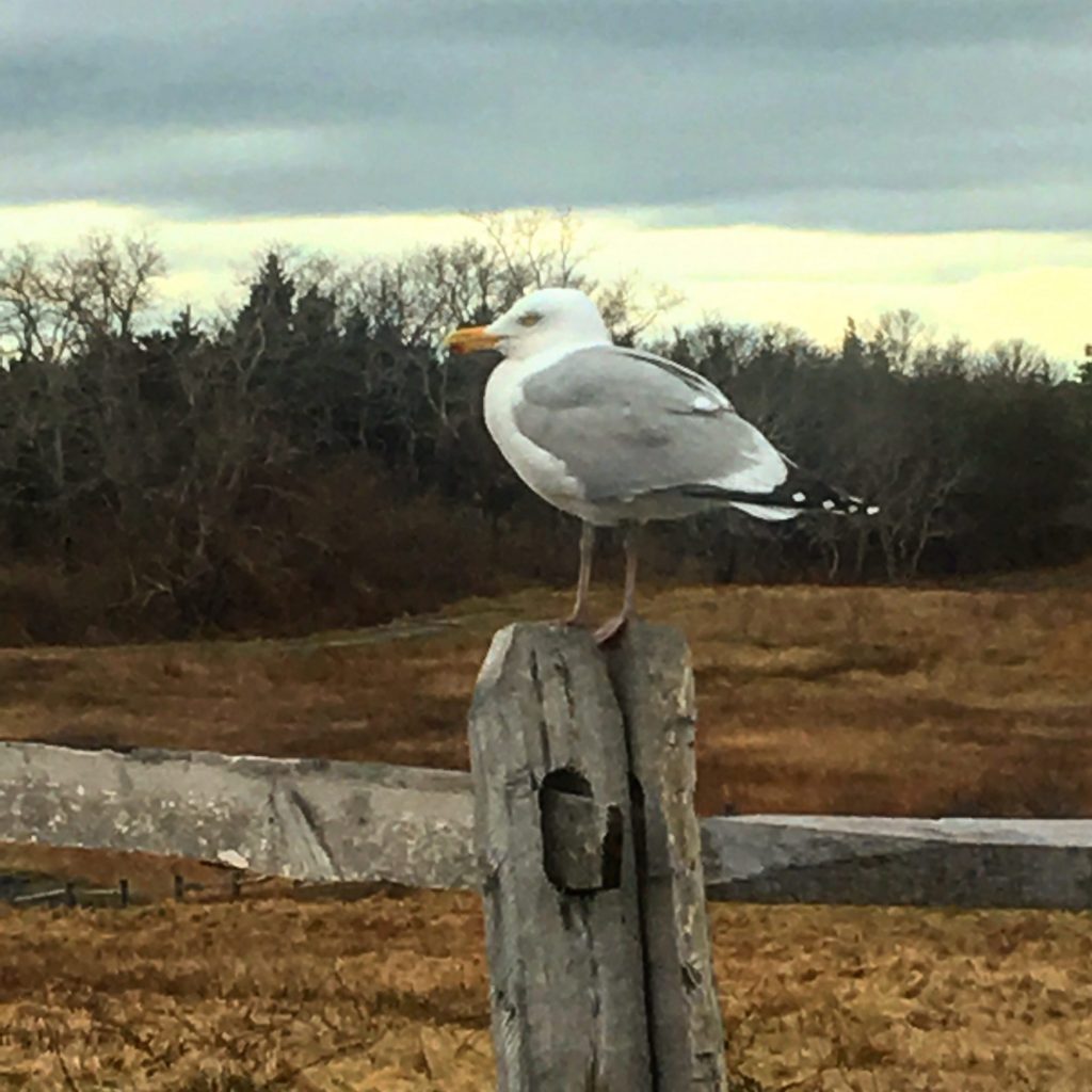 Meet Candace Hammond of Candace Hammond Writing in Cape Cod – Boston ...