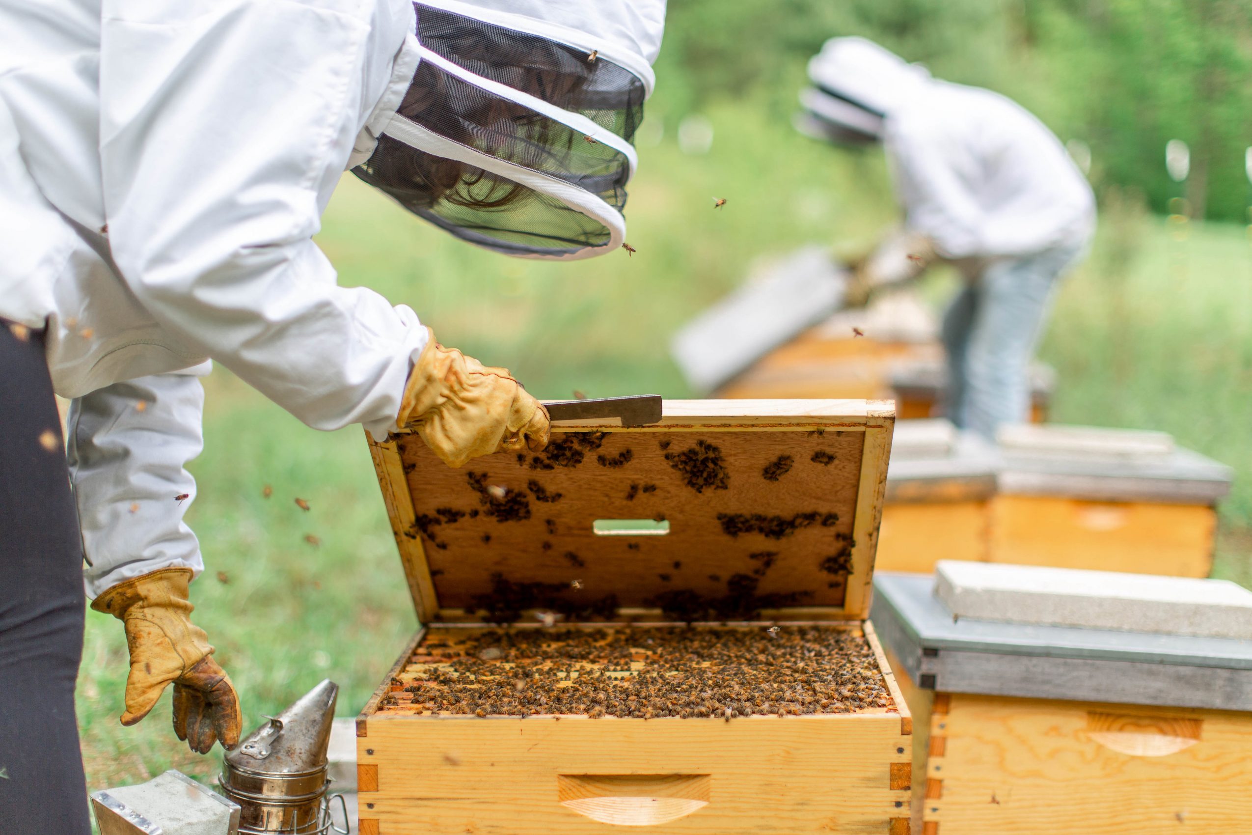 Meet Paige Mulhern of The Best Bees Company in Roxbury – Boston Voyager ...