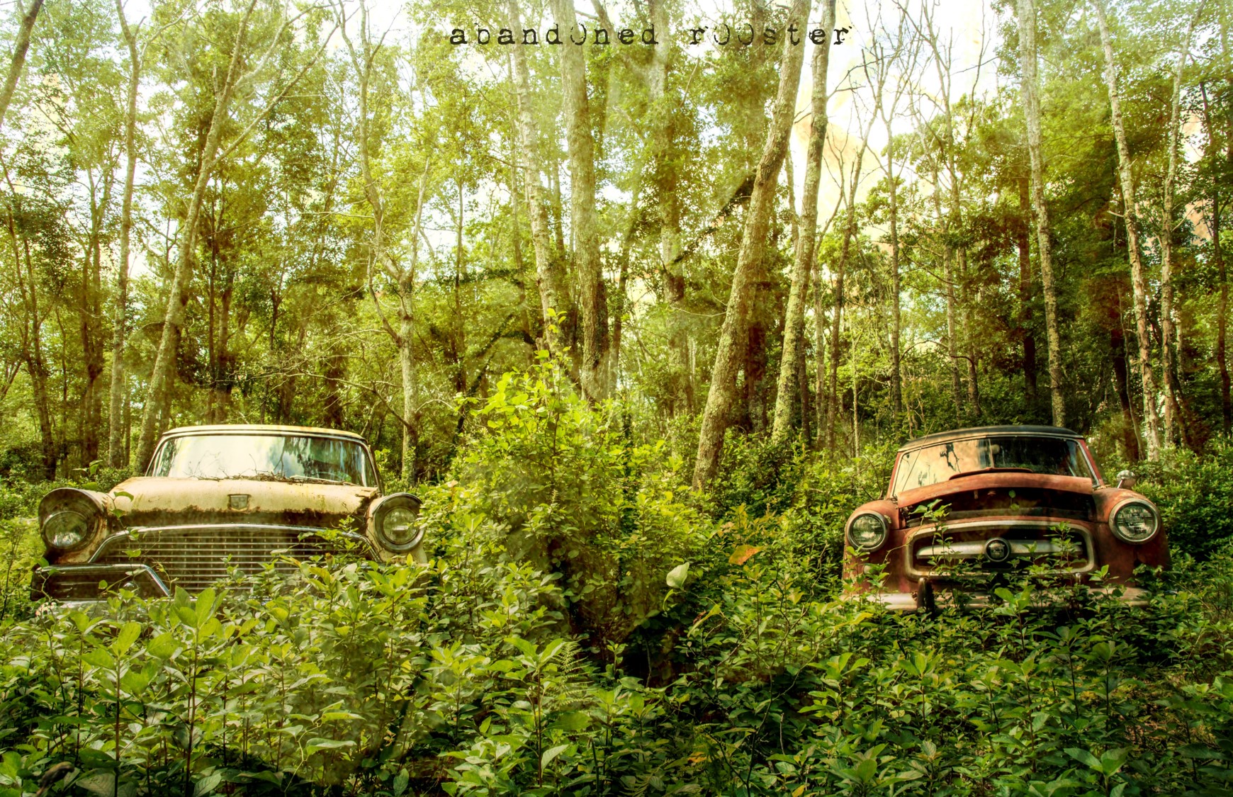 Meet Karrianne Waters of Abandoned Rooster Photography – Boston Voyager ...